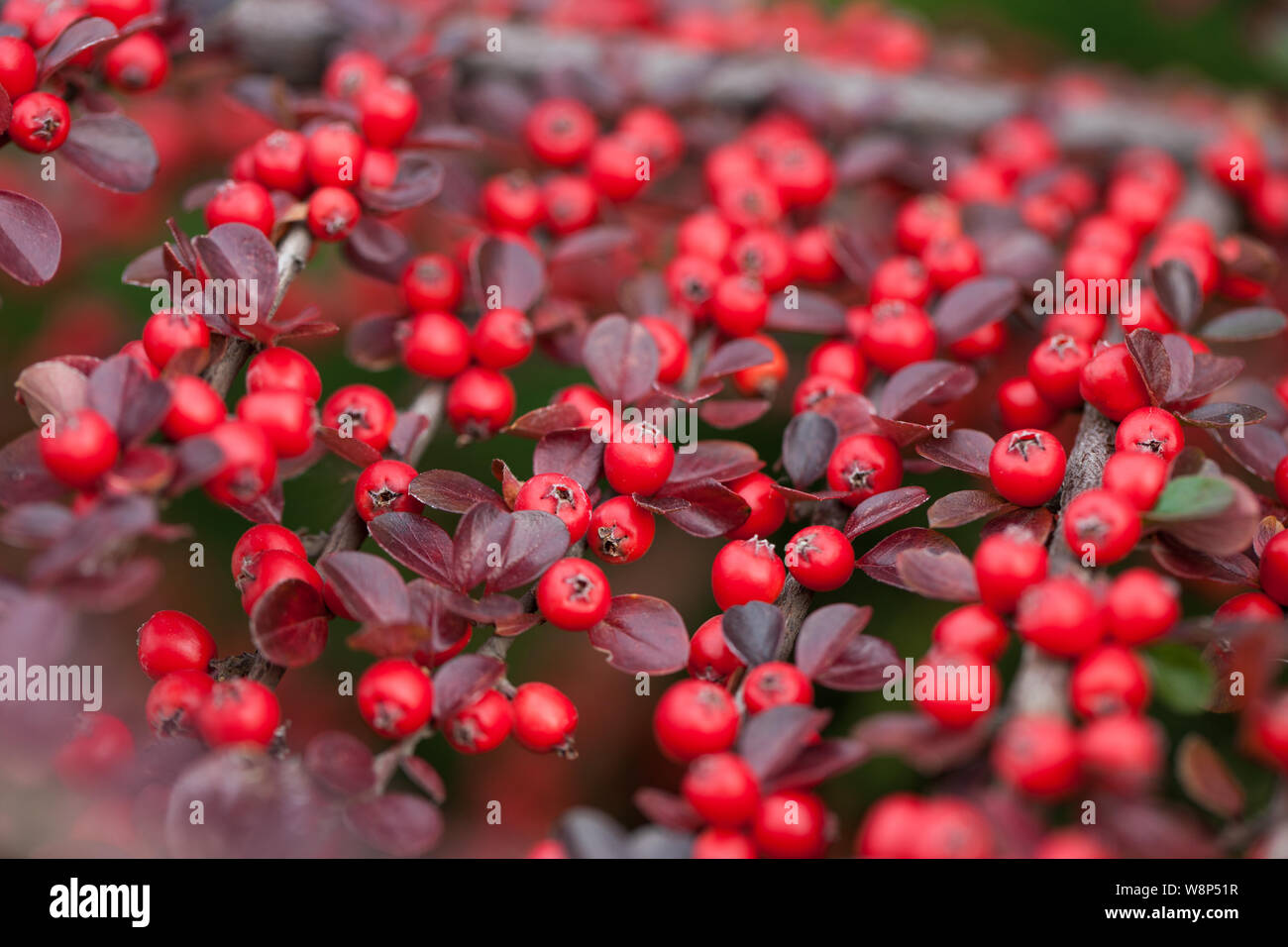 Bright red berries of bearberry cotoneaster in the forest Stock Photo ...