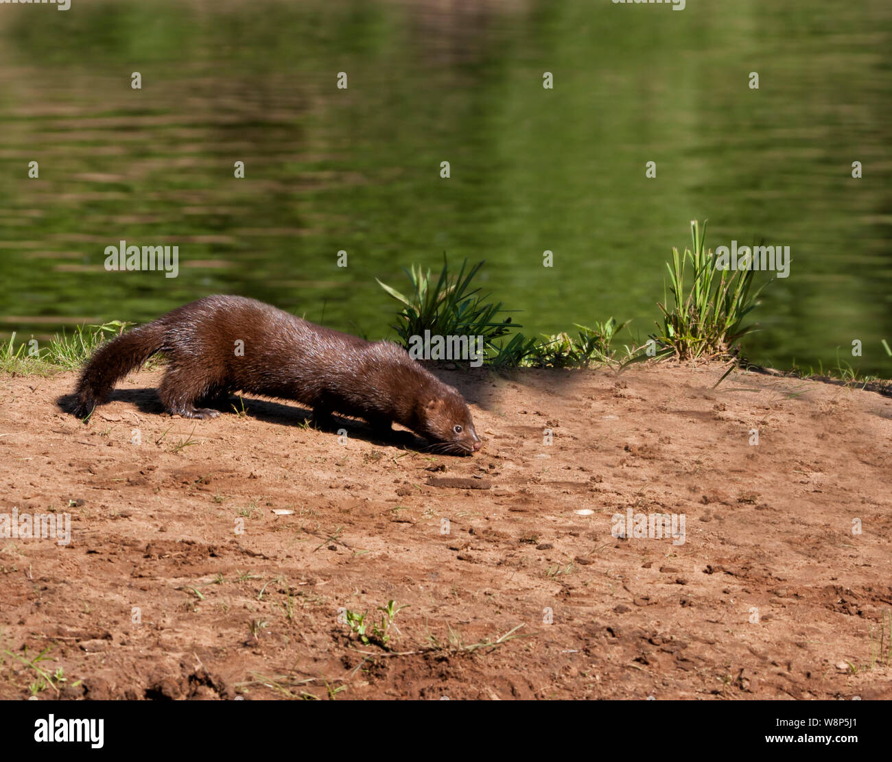 Mink lake hi-res stock photography and images - Alamy