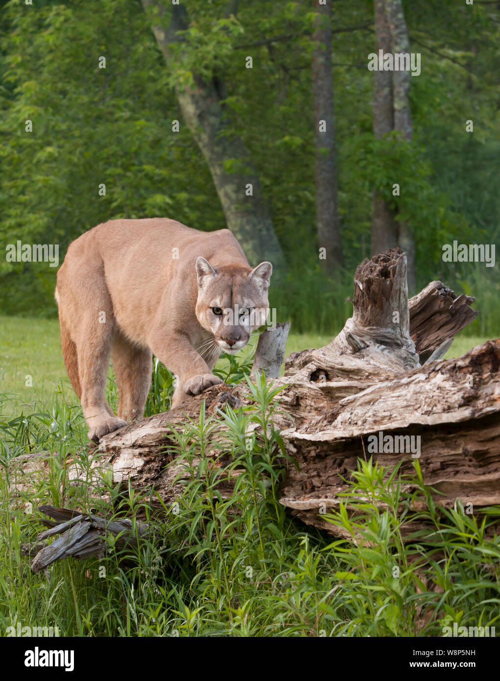 Mammal lion mountain hi-res stock photography and images - Alamy
