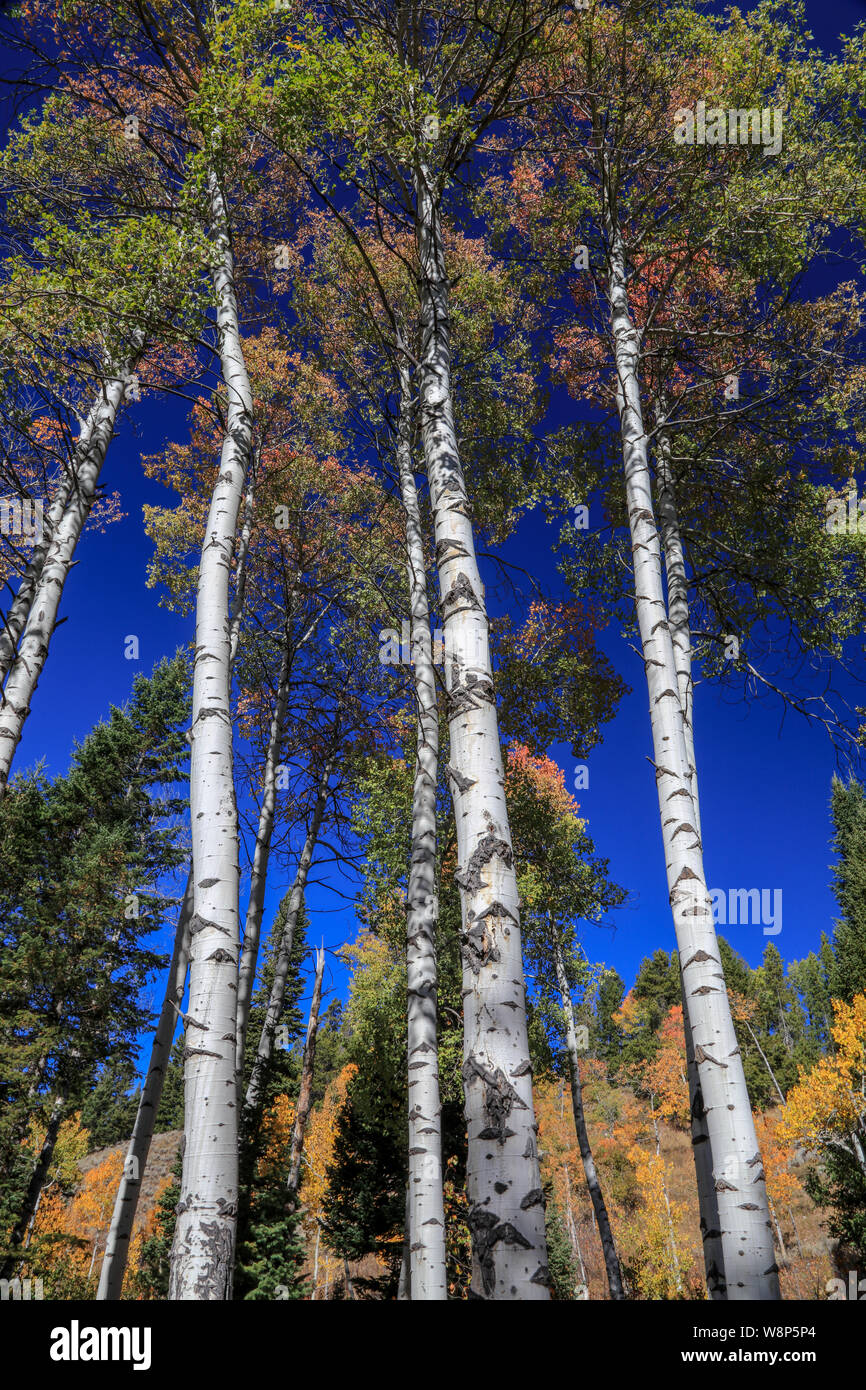 Canopy of colors hi-res stock photography and images - Alamy