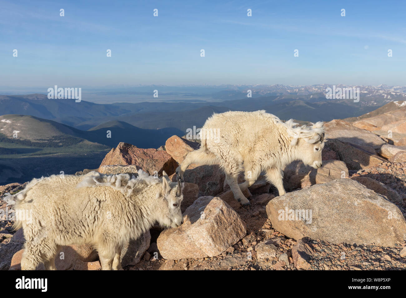 Mountain goats in summer in Colorado Stock Photo - Alamy