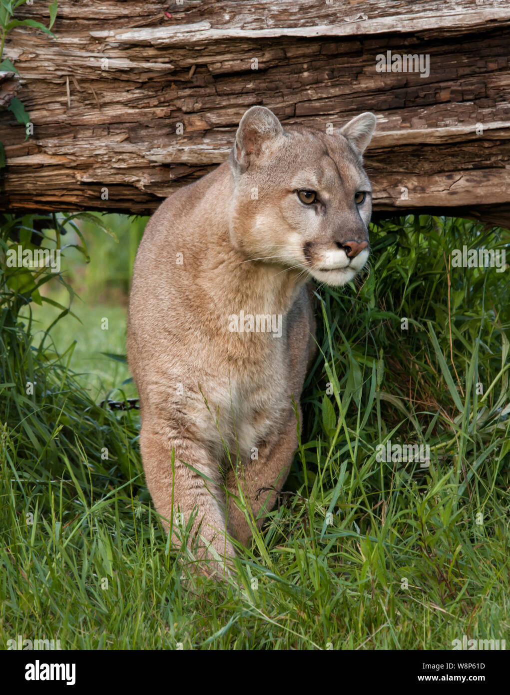 Cougar Under Fallen Tree Stock Photo - Alamy