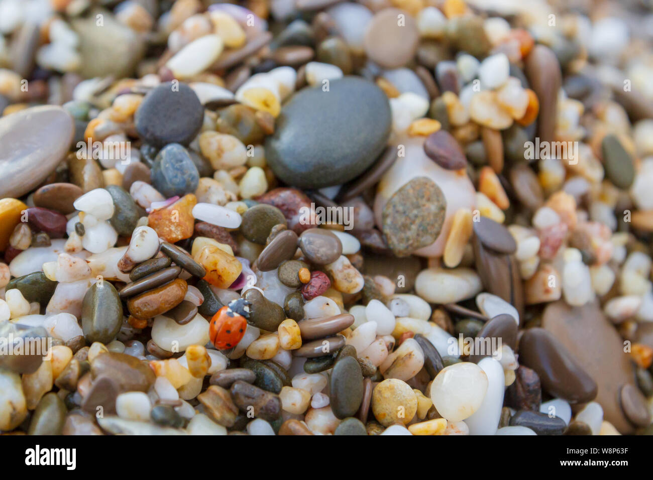 Insect sitting on the beach pebbles near the sea Stock Photo - Alamy