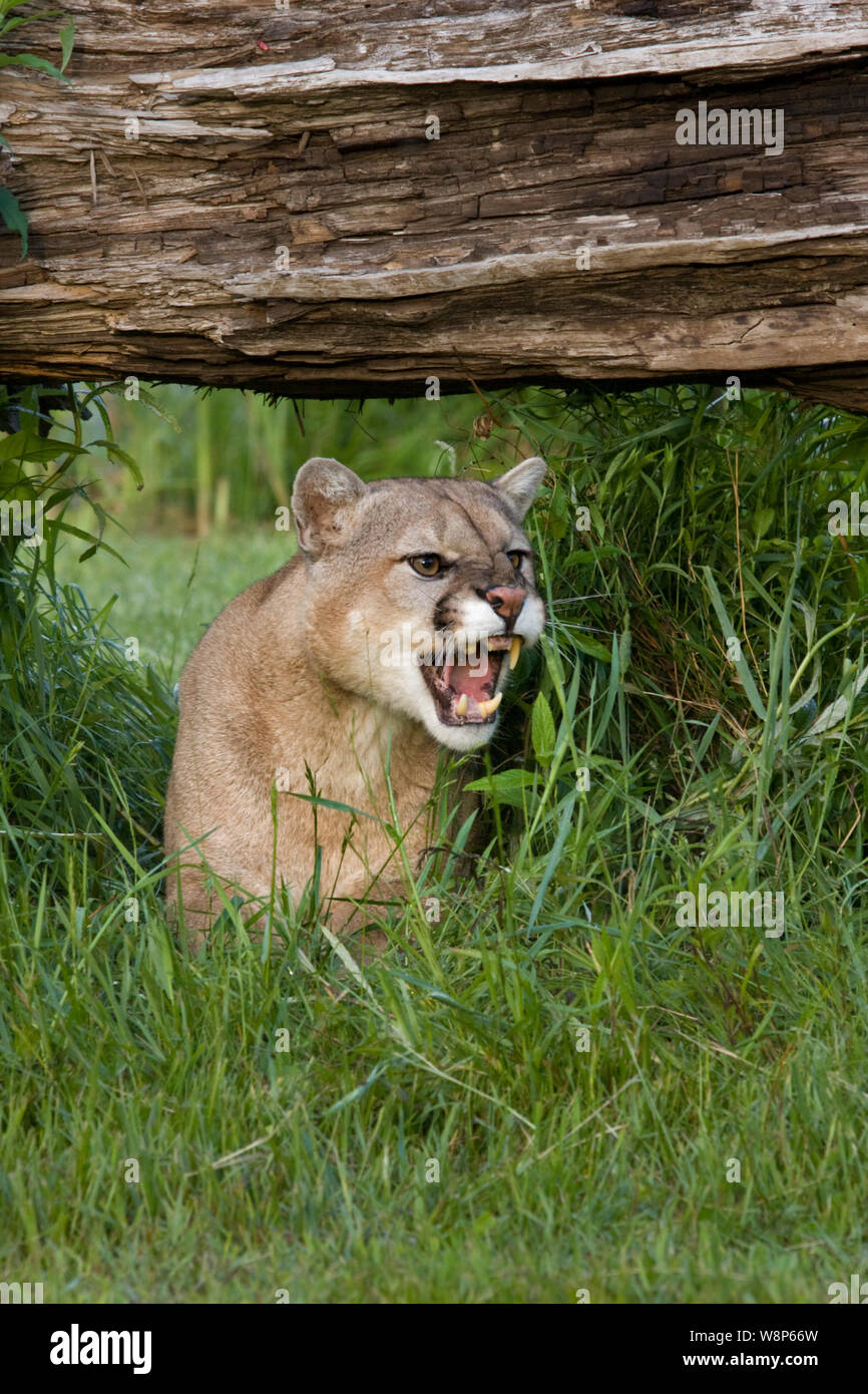 Predator snarl hi-res stock photography and images - Alamy