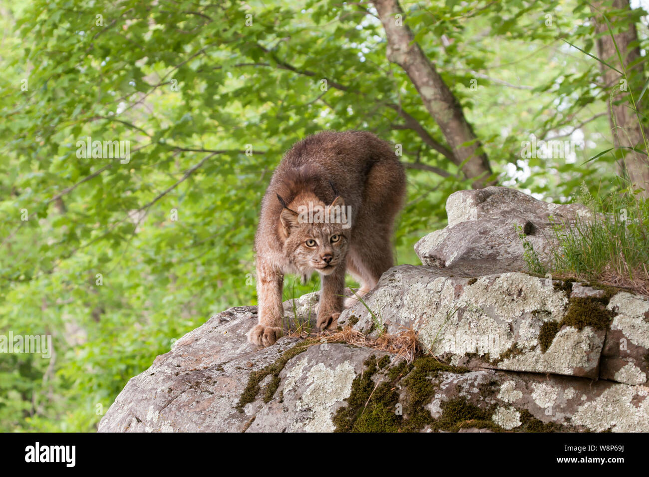 Lynx habitat hi-res stock photography and images - Alamy