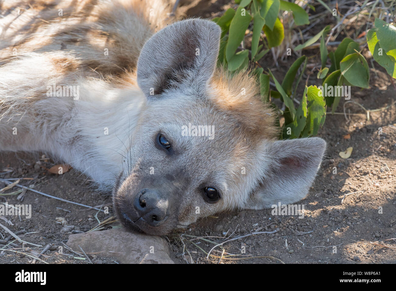 Close-up of the face of a spotted hyaena cub, Crocuta crocuta, lying ...