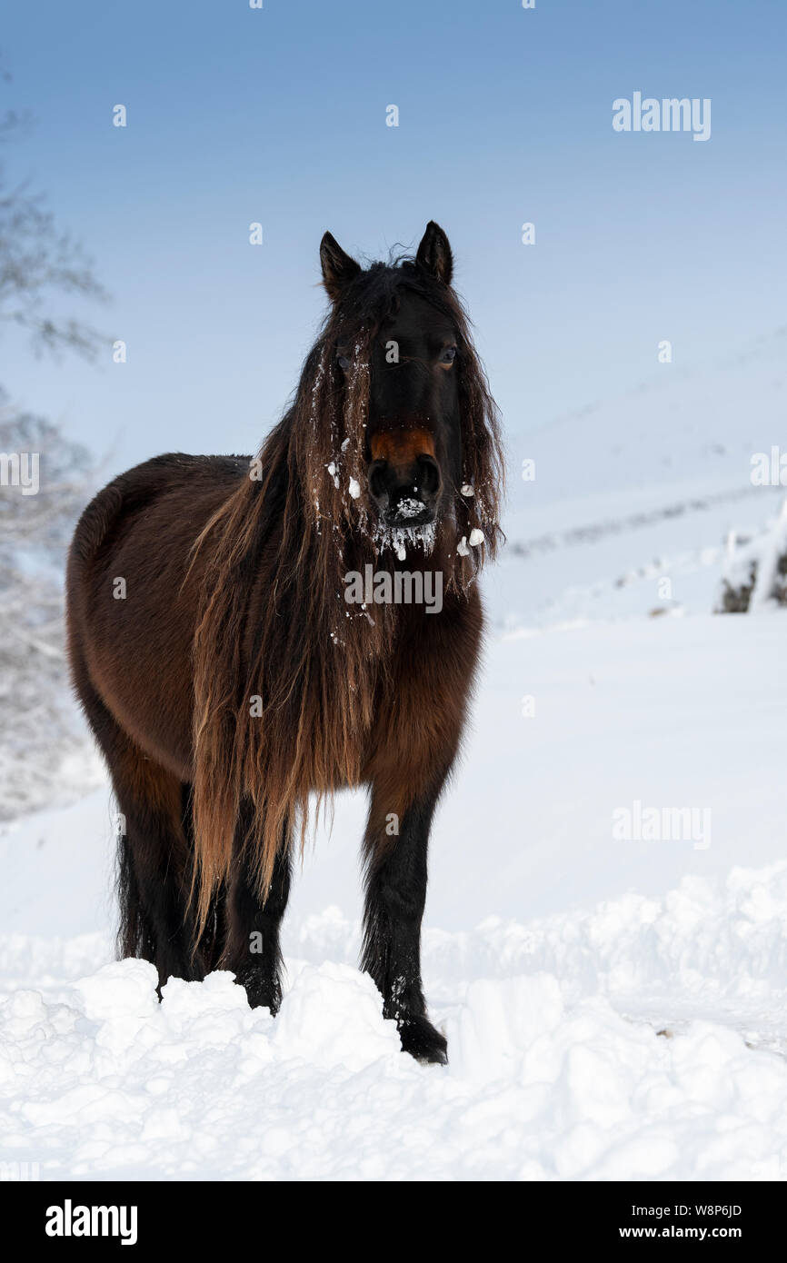 Pony track hi-res stock photography and images - Alamy