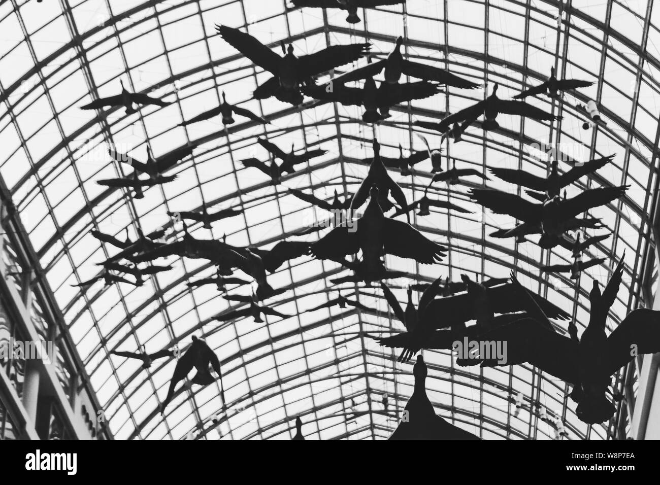 Artwork of flying geese in the Eaton Centre Mall in Toronto called ...