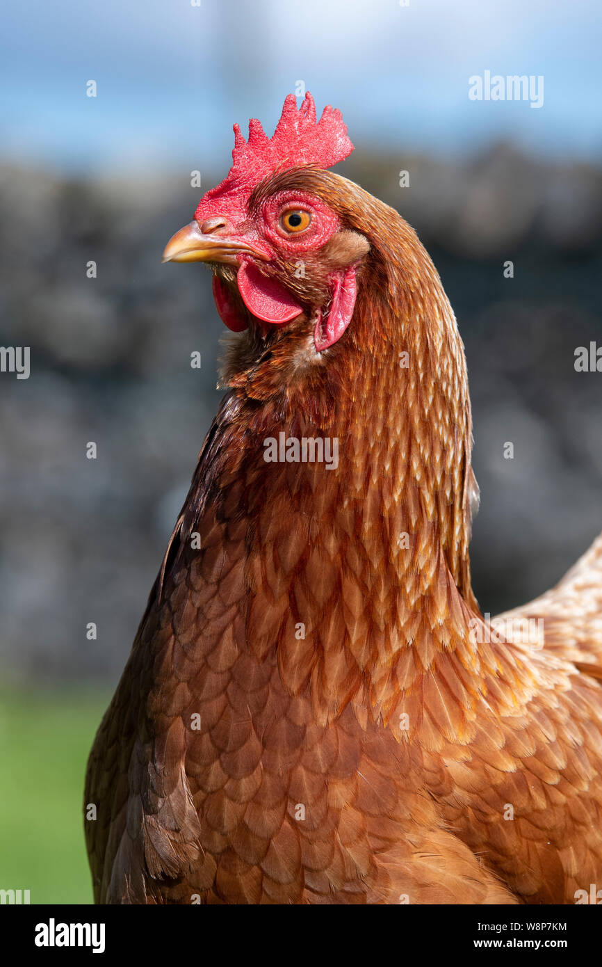 Close up of a free range hen on a small holding, North Yorkshire, UK ...