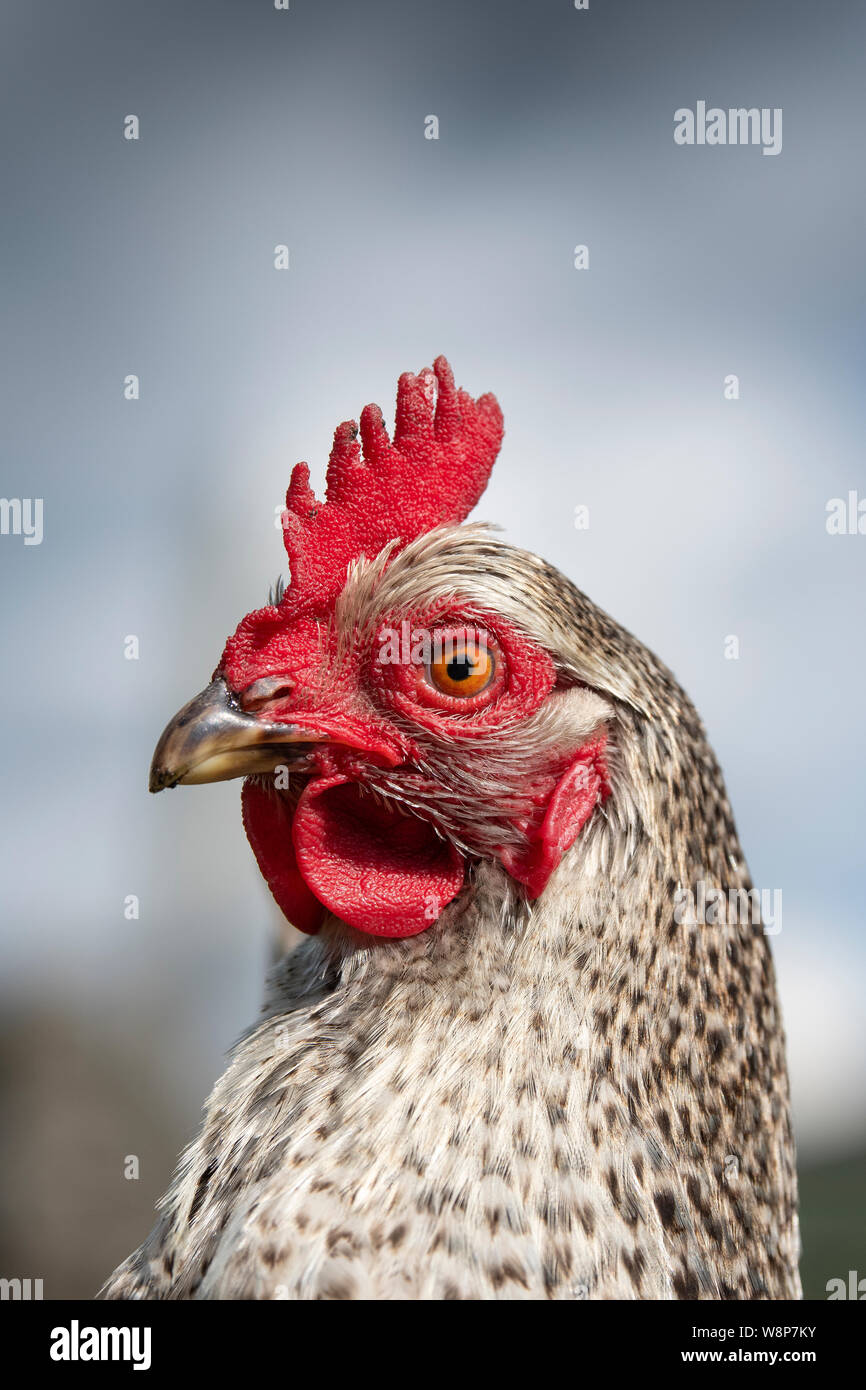 White small hen hi-res stock photography and images - Alamy