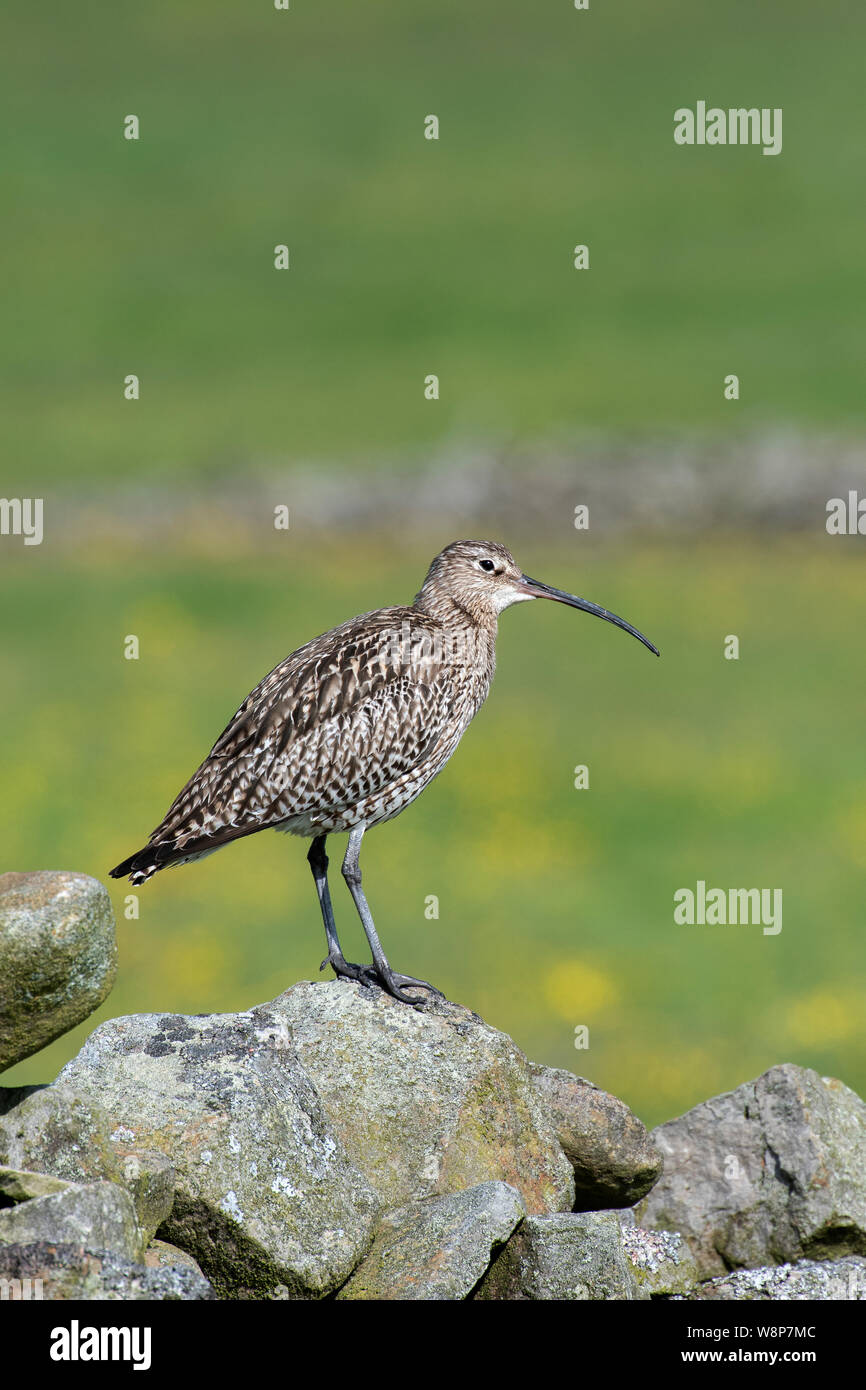 Wader with curved beak hi-res stock photography and images - Alamy