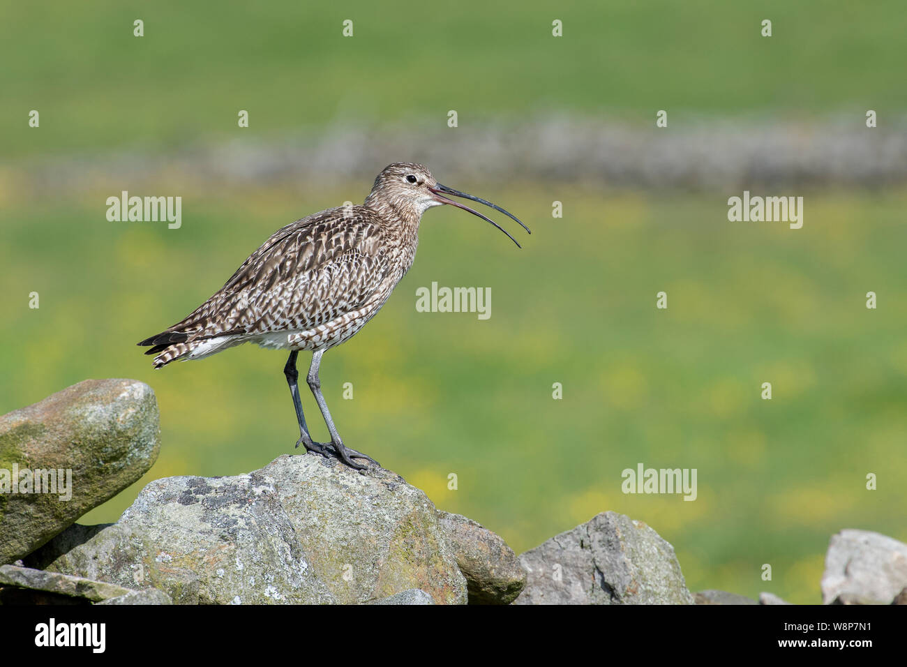 Curved Beak Bird High Resolution Stock Photography and Images - Alamy