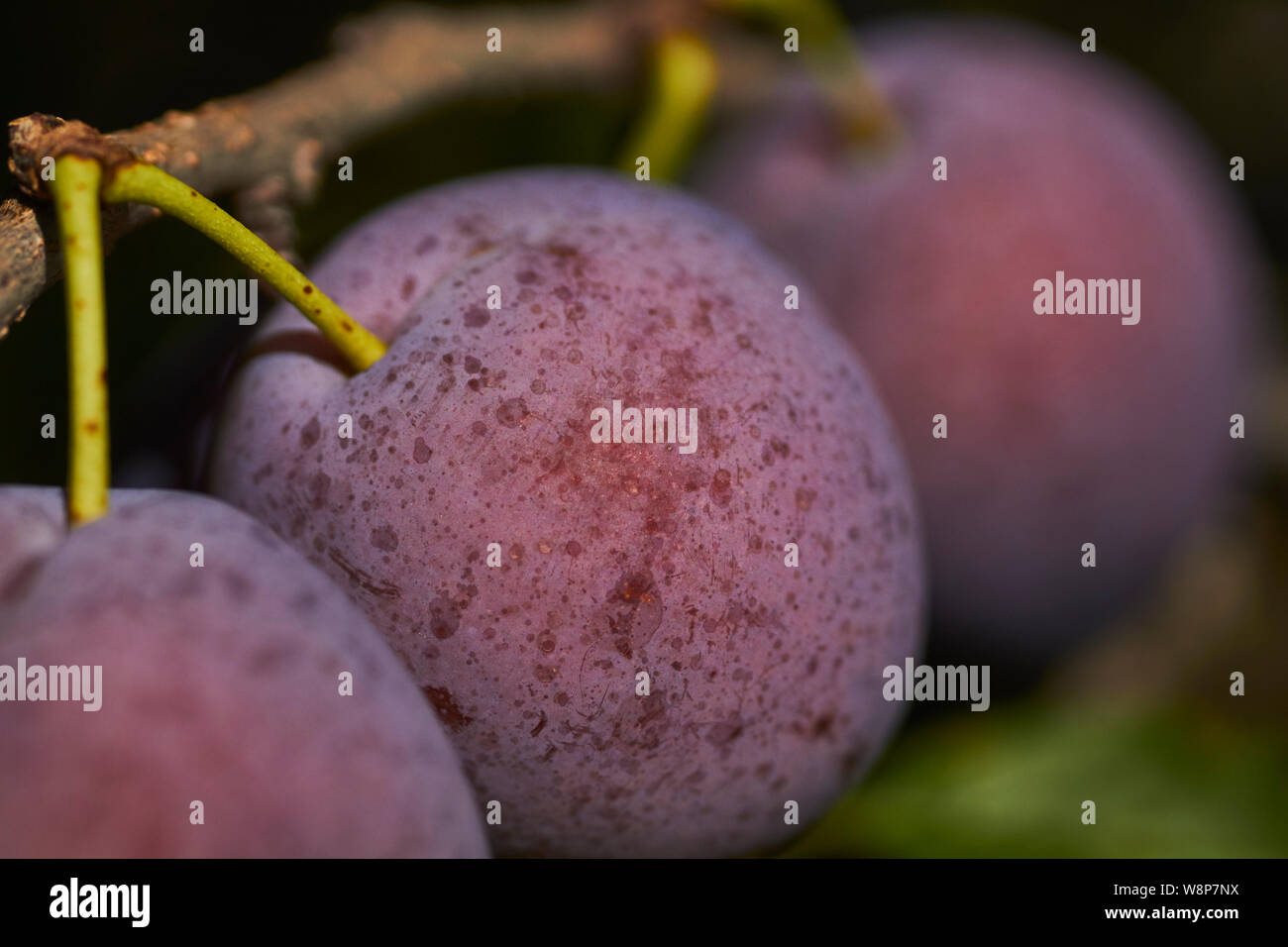 Purple plums hi-res stock photography and images - Alamy