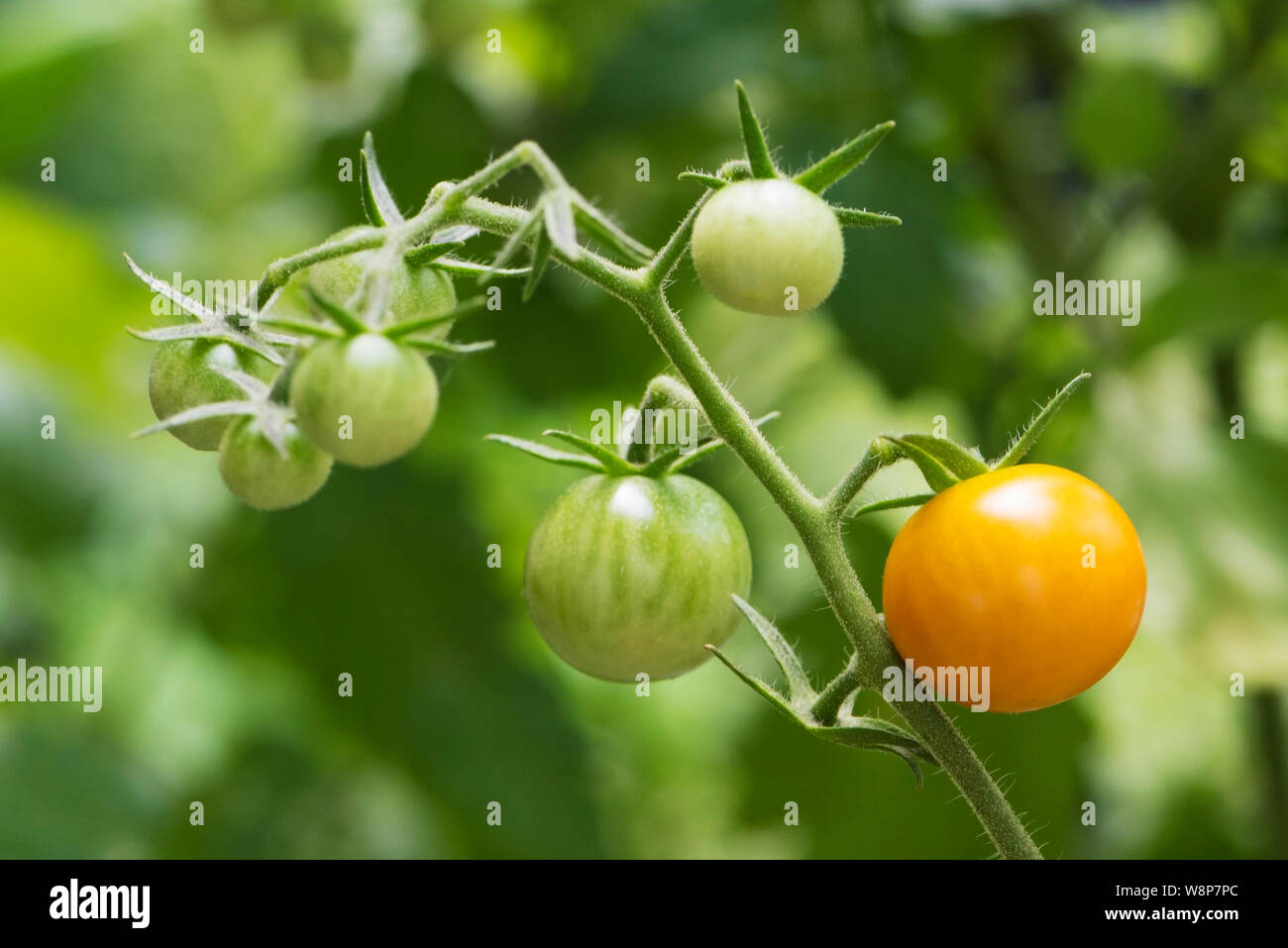 Mini orange tomatoes ripening on the vine Stock Photo - Alamy