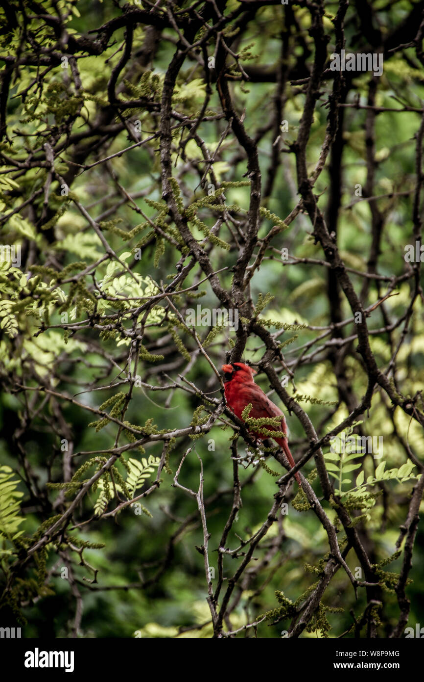 A Cardinal bird in a tree in downtown Toronto in summer Stock Photo - Alamy