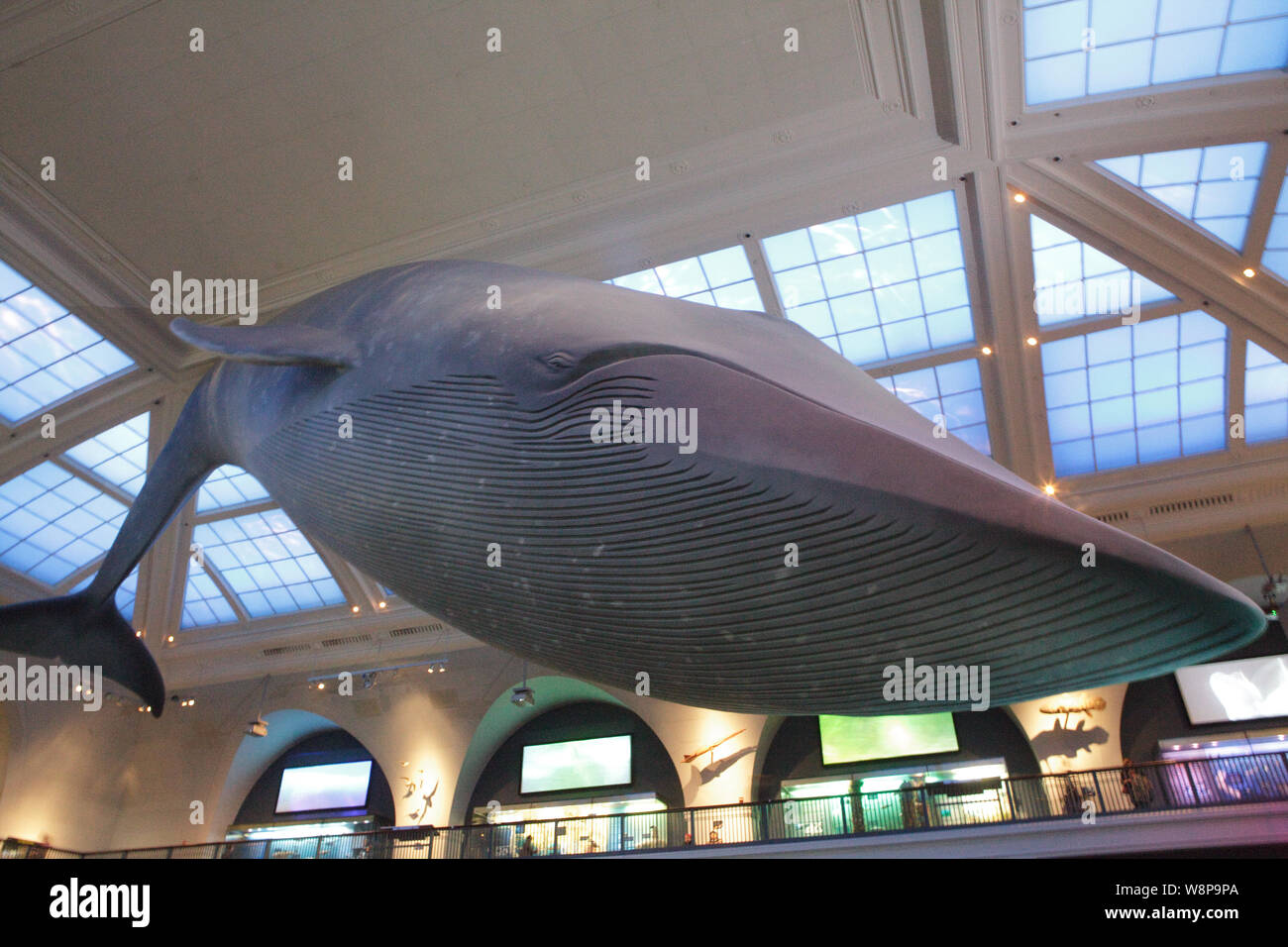 Blue Whale Display at The American Museum of Natural History, New York ...
