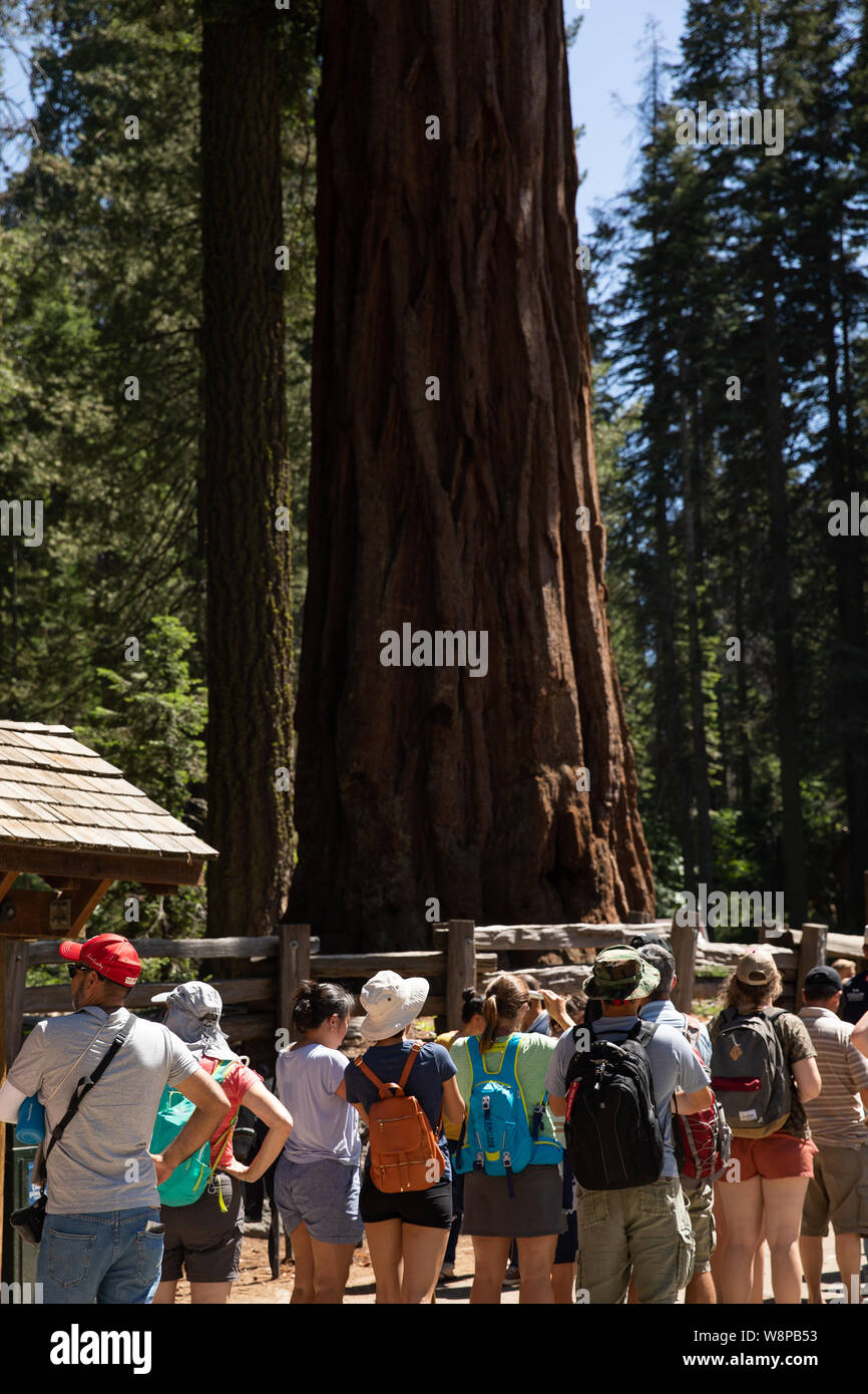 Largest tree in the world hi-res stock photography and images - Alamy