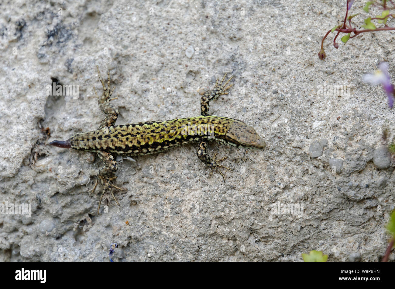 European green lizard on rock hi-res stock photography and images - Alamy
