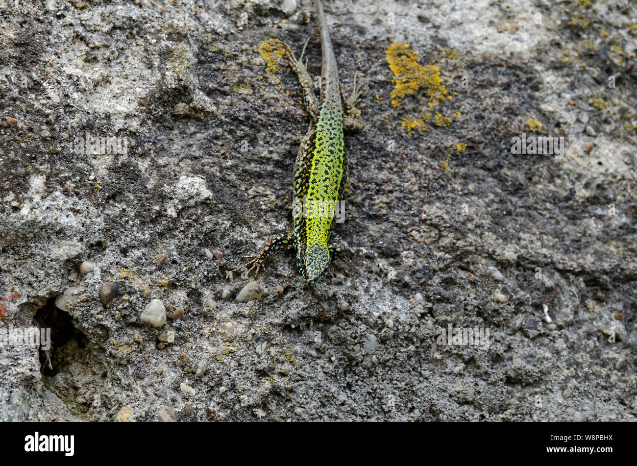 Common wall lizard on rock hi-res stock photography and images - Alamy