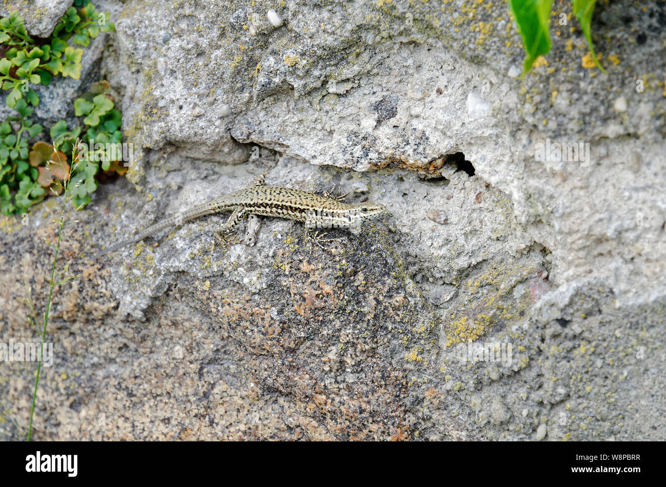 Small lizard on rock hi-res stock photography and images - Alamy