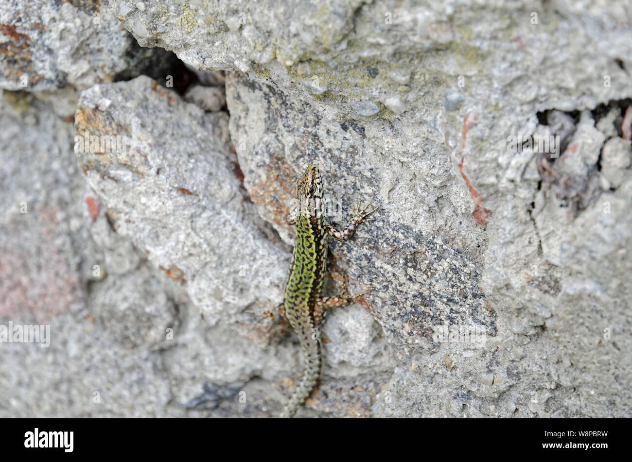 European green lizard on rock hi-res stock photography and images - Alamy