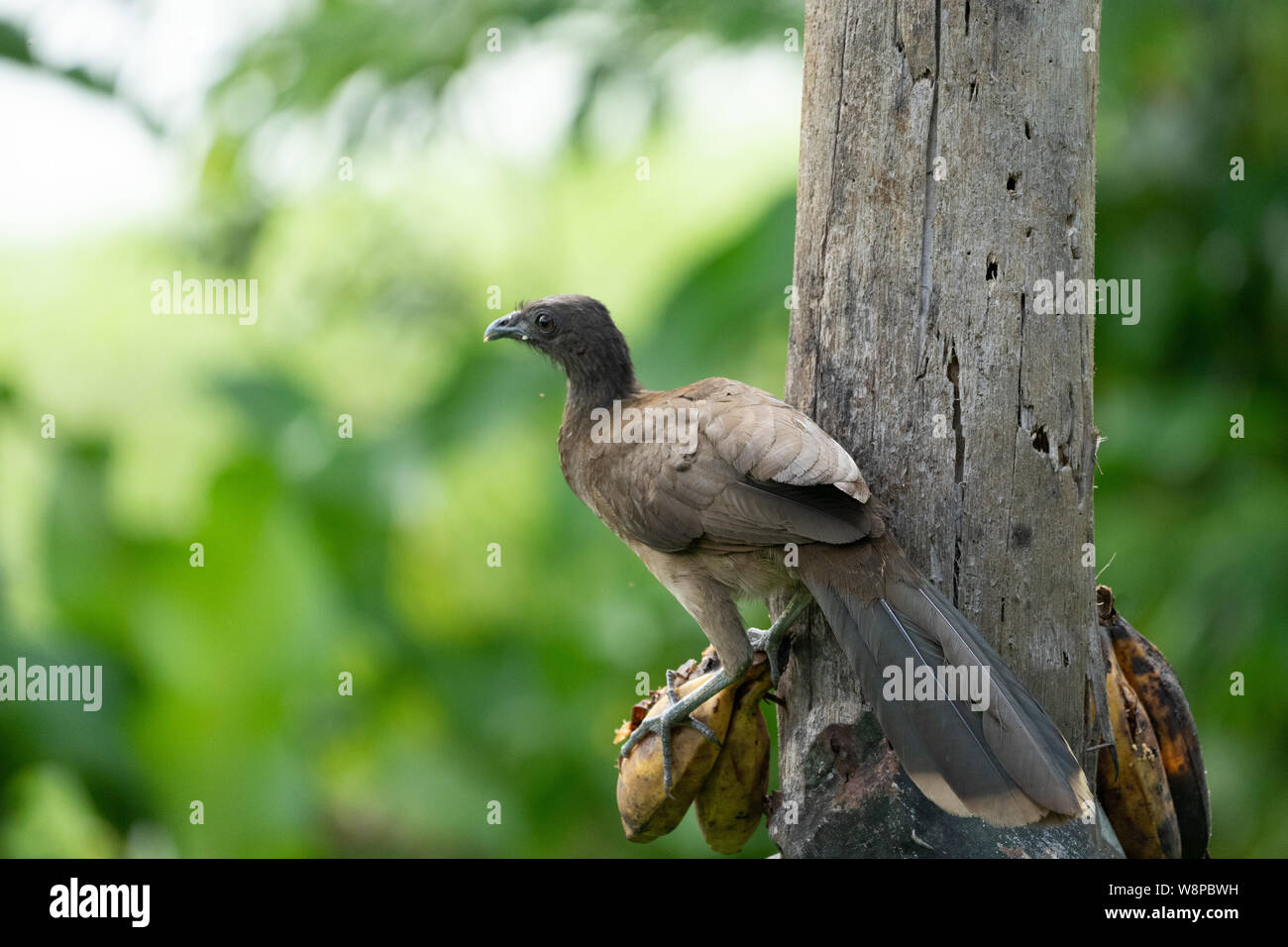 Black -mandibled Toucan Stock Photo - Alamy