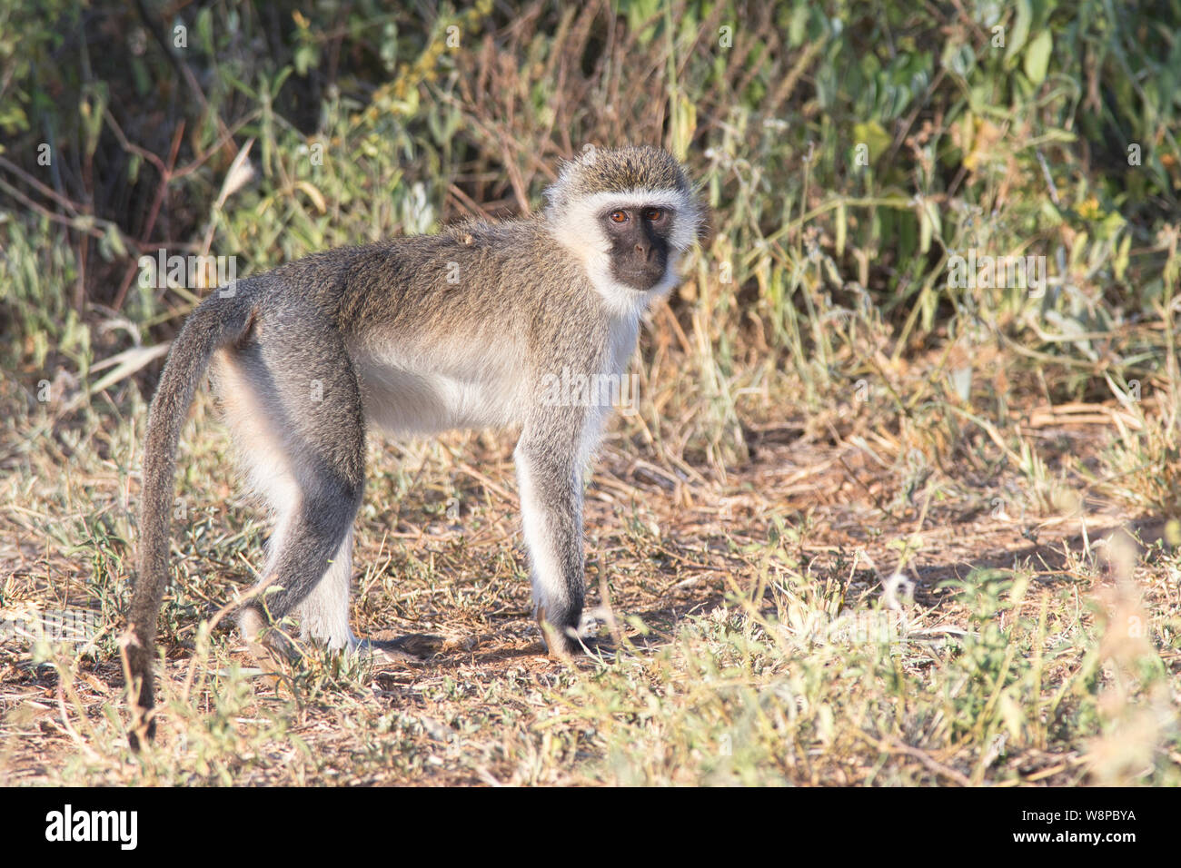 Black-faced vervet monkey (Cercopithecus pygerythrus), one of the ...