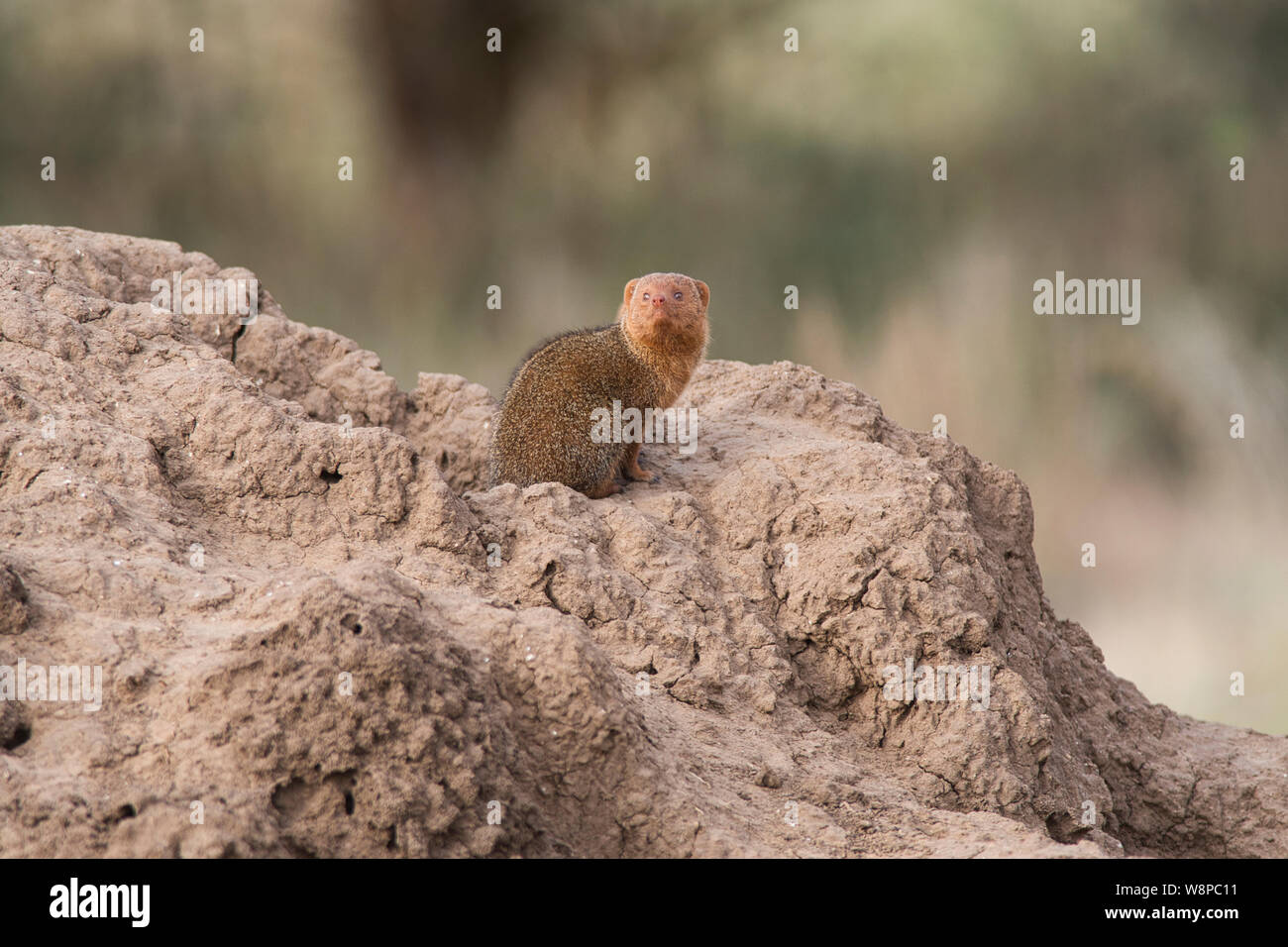 Mongoose den in termite mound hi-res stock photography and images - Alamy