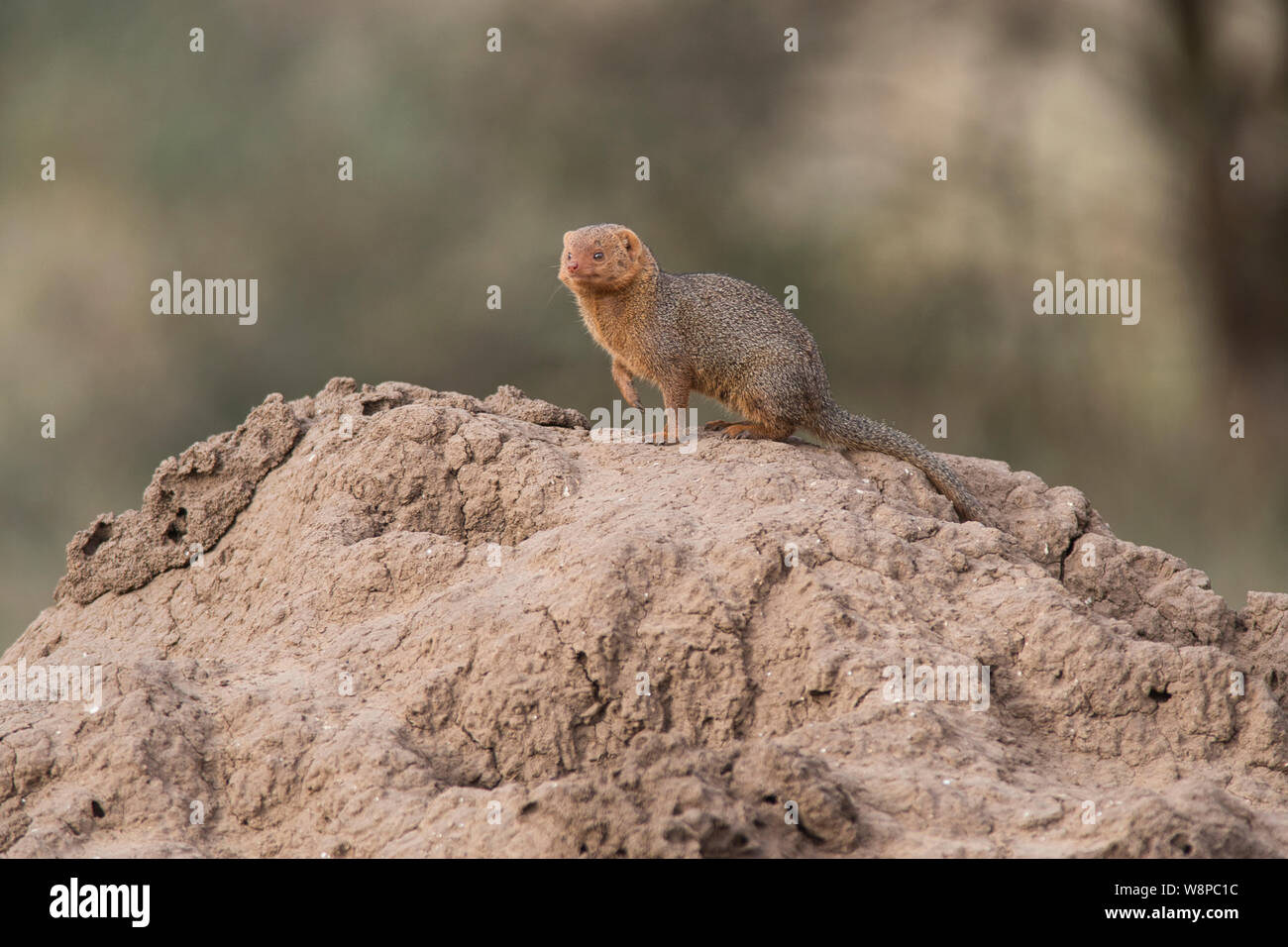 Mangouste hi-res stock photography and images - Alamy