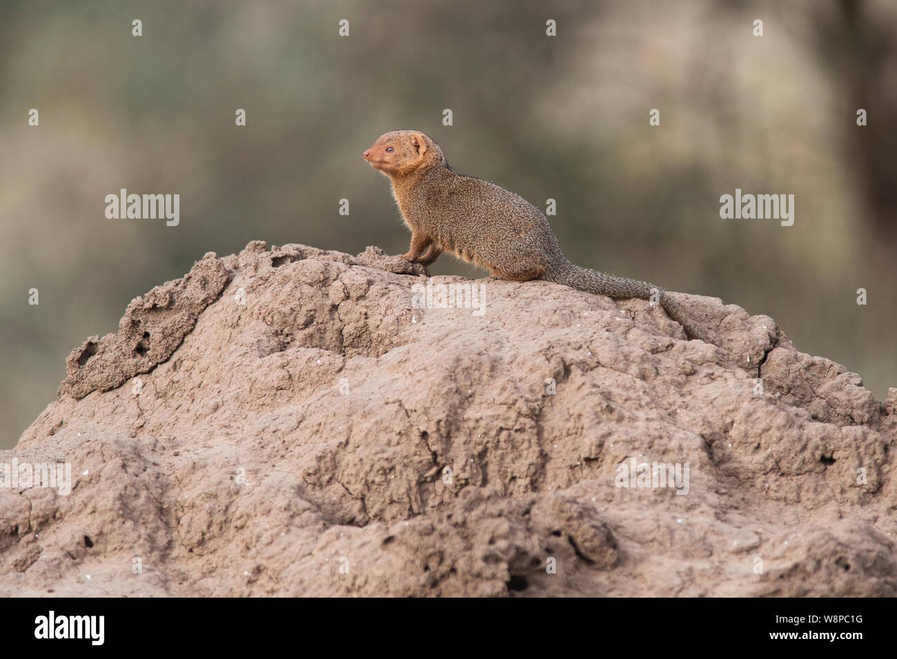 Dwarf mongoose (Helogale parvula) at den in termite mound Stock Photo ...
