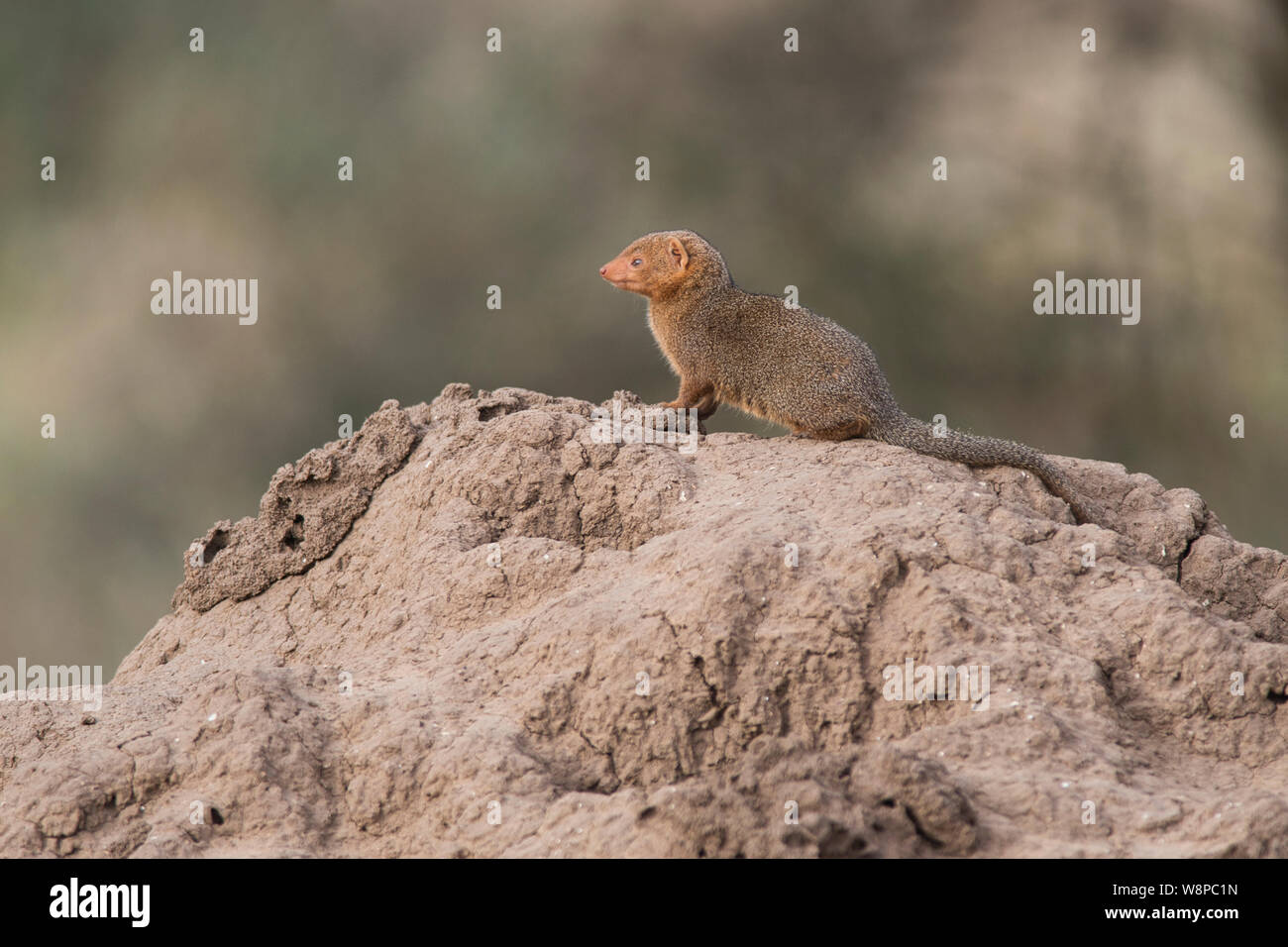 Mongoose at termite mound hi-res stock photography and images - Alamy
