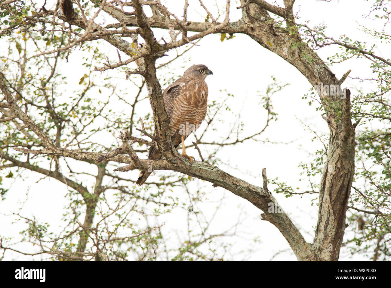 Juvenile eastern chanting goshawk (Melierax poliopterus Stock Photo - Alamy