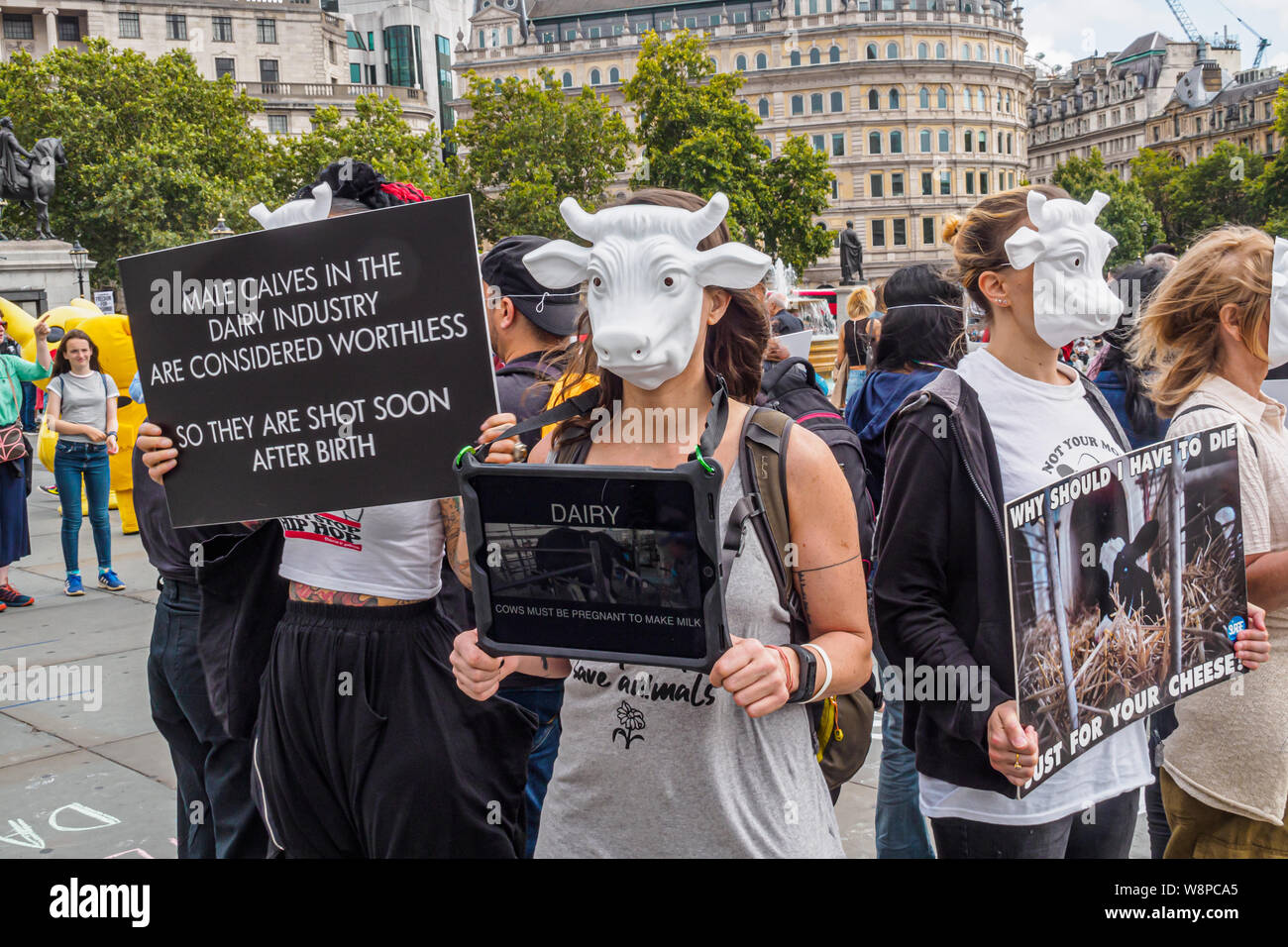 Stolen cow hi-res stock photography and images - Alamy