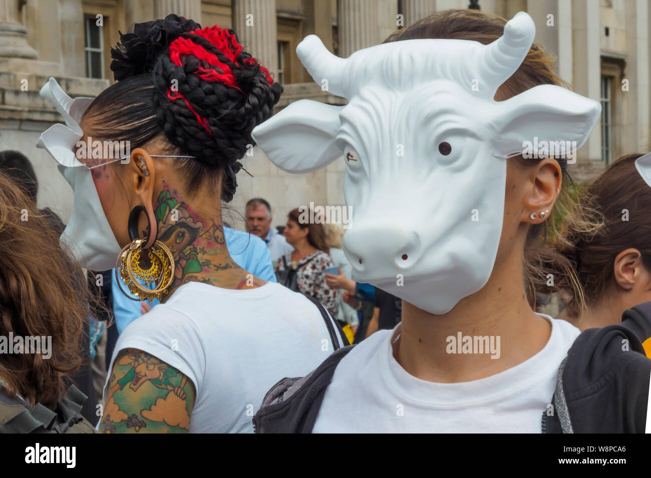 Scary cows hi-res stock photography and images - Alamy