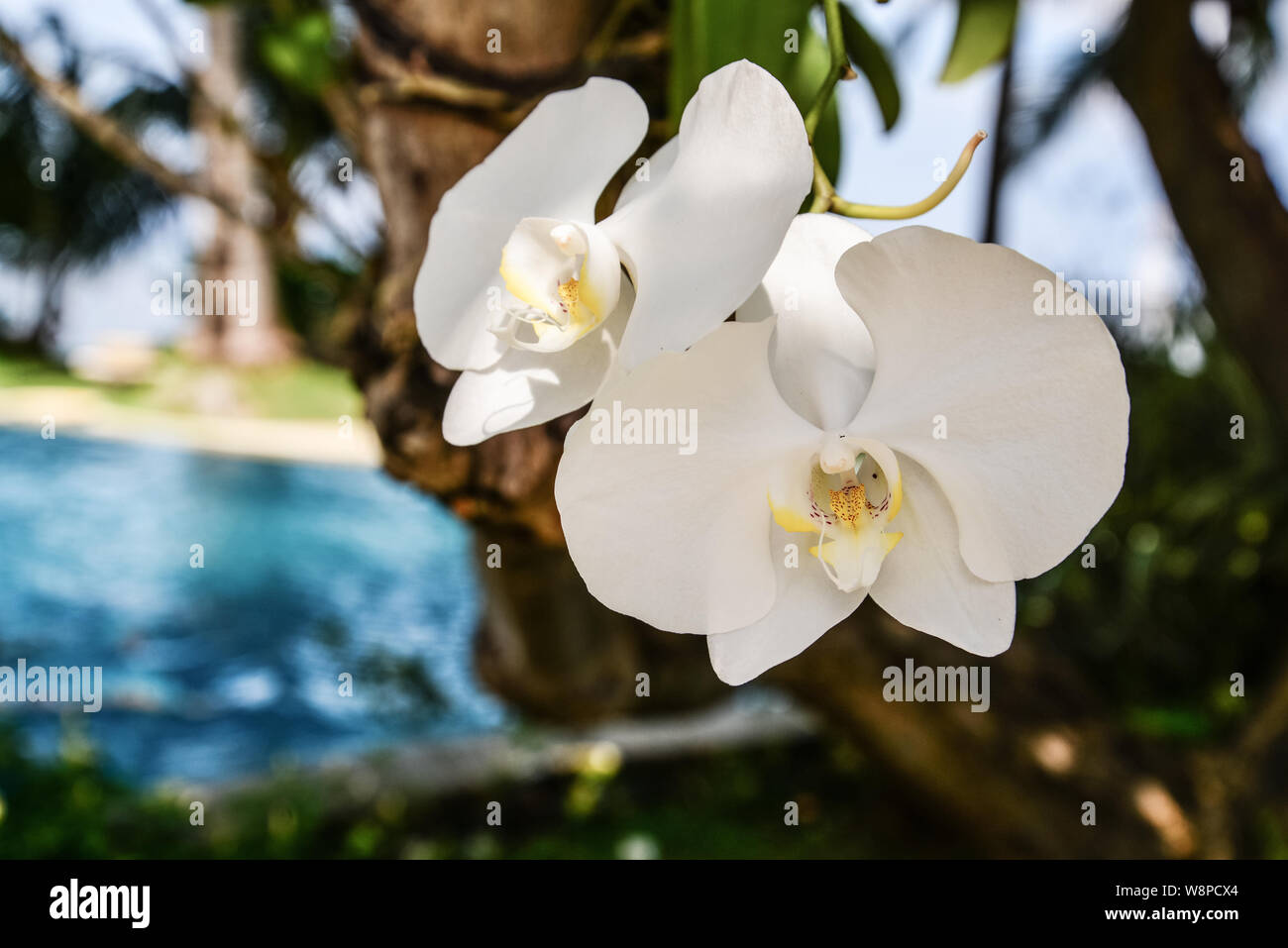 Bali botanical garden hi-res stock photography and images - Alamy