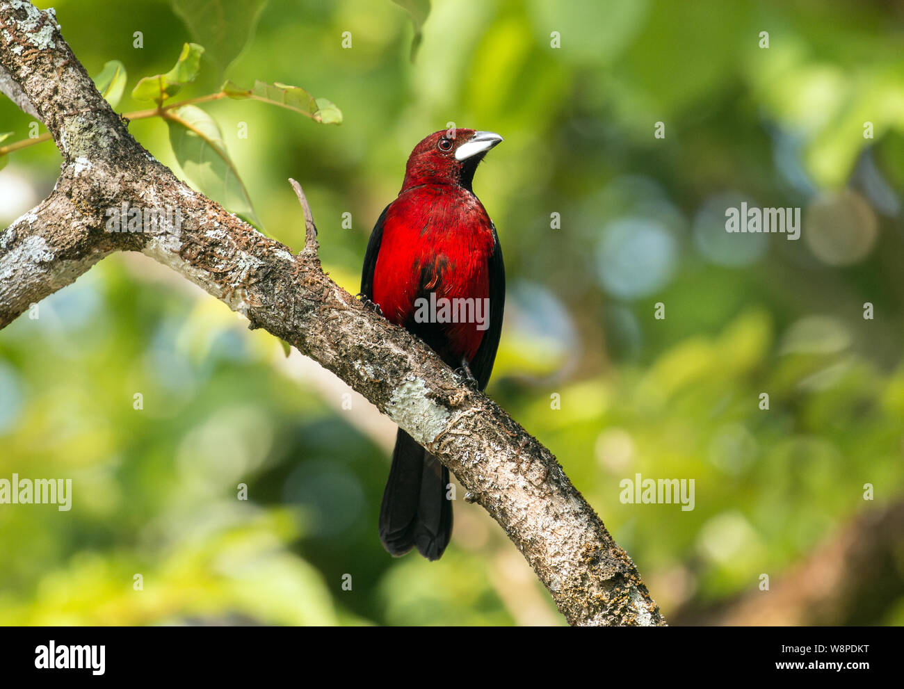 Aves de panama hi-res stock photography and images - Alamy