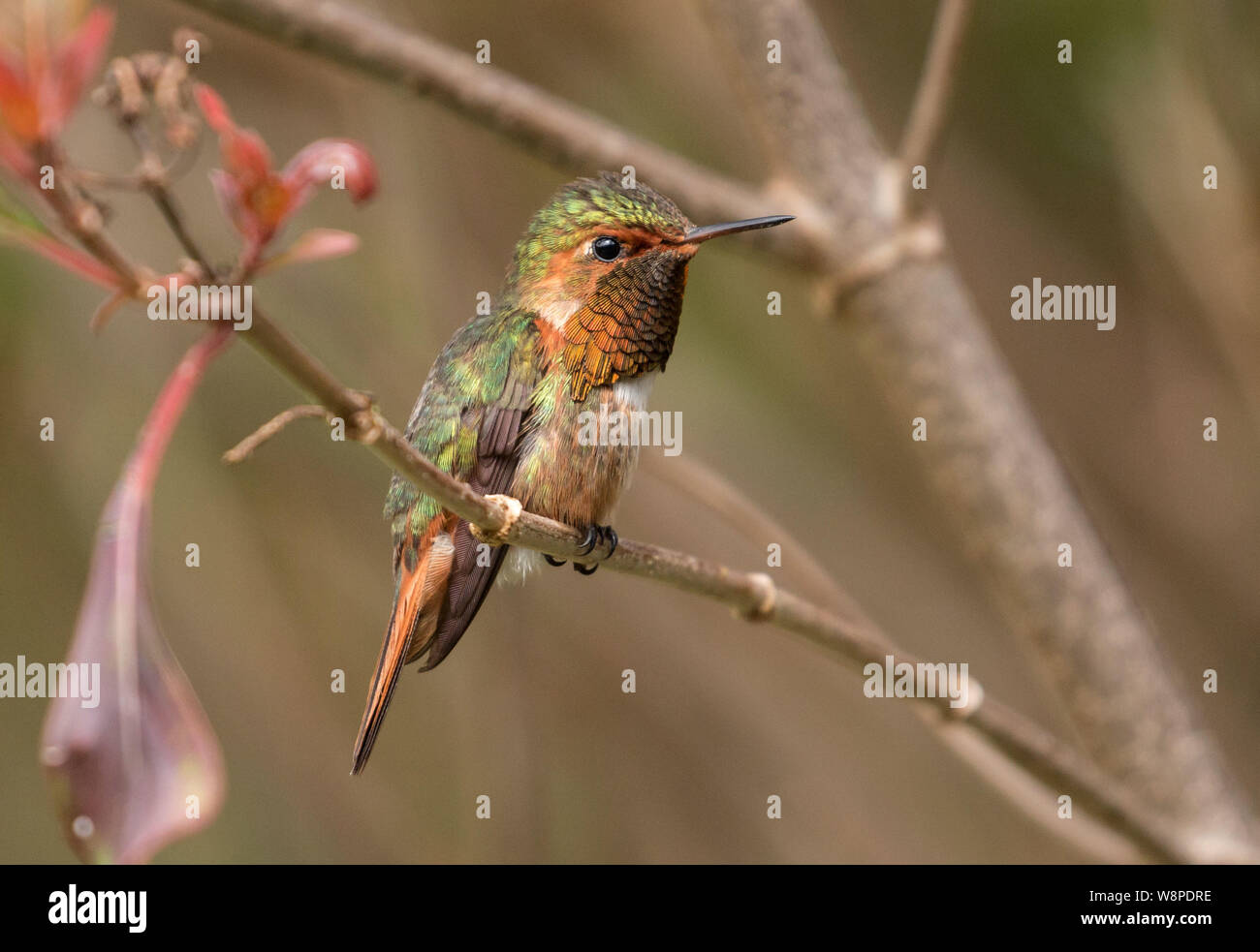 Smallest bird in the world hi-res stock photography and images - Alamy