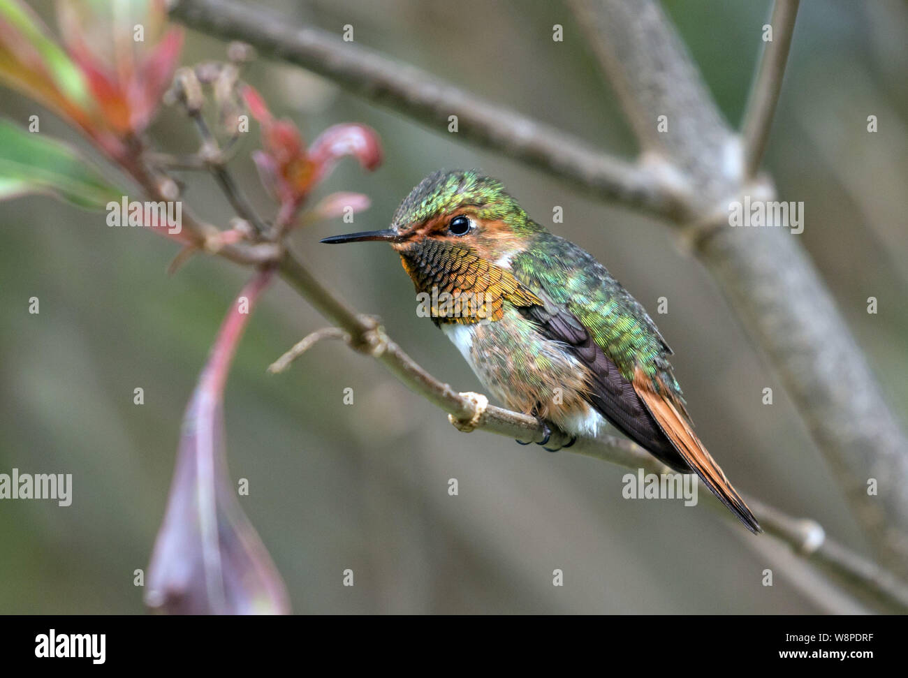 Second smallest hummingbird hi-res stock photography and images - Alamy