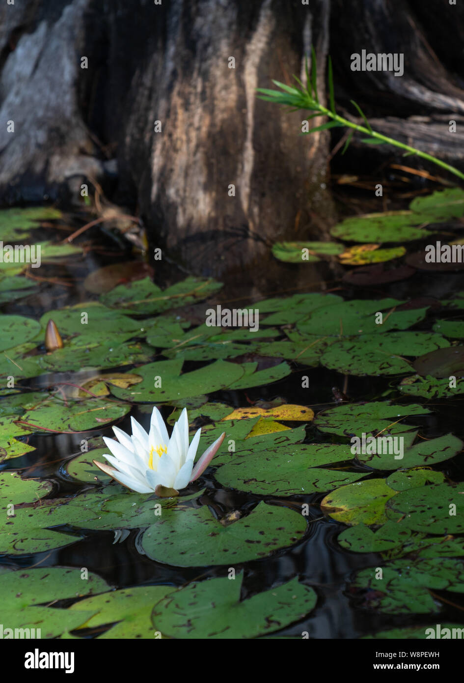 Pond scene featuring beautiful hi-res stock photography and images - Alamy