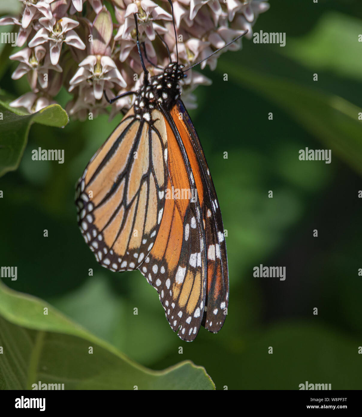 A monarch butterfly (Danaus plexippus) on a pink milkweed plant Stock ...