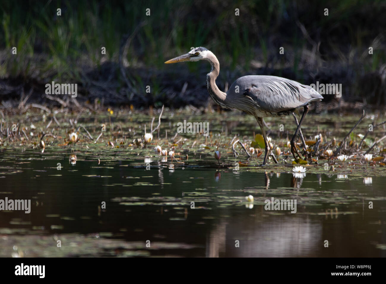 Marsh ecosystem hi-res stock photography and images - Alamy
