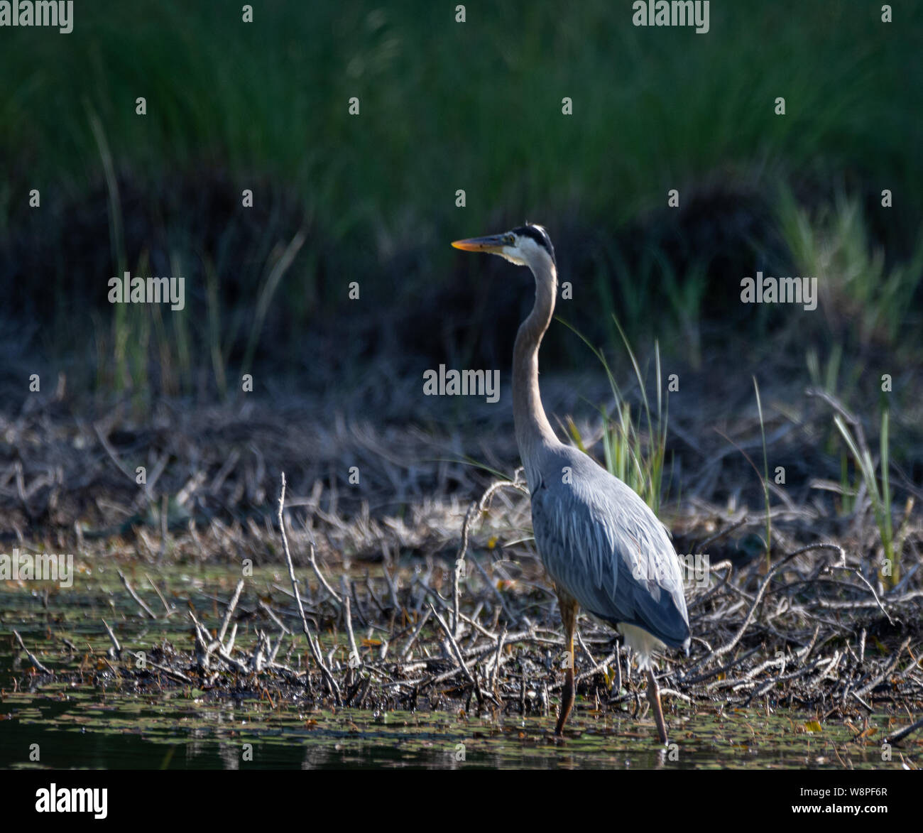 Ecosystem marsh hi-res stock photography and images - Alamy
