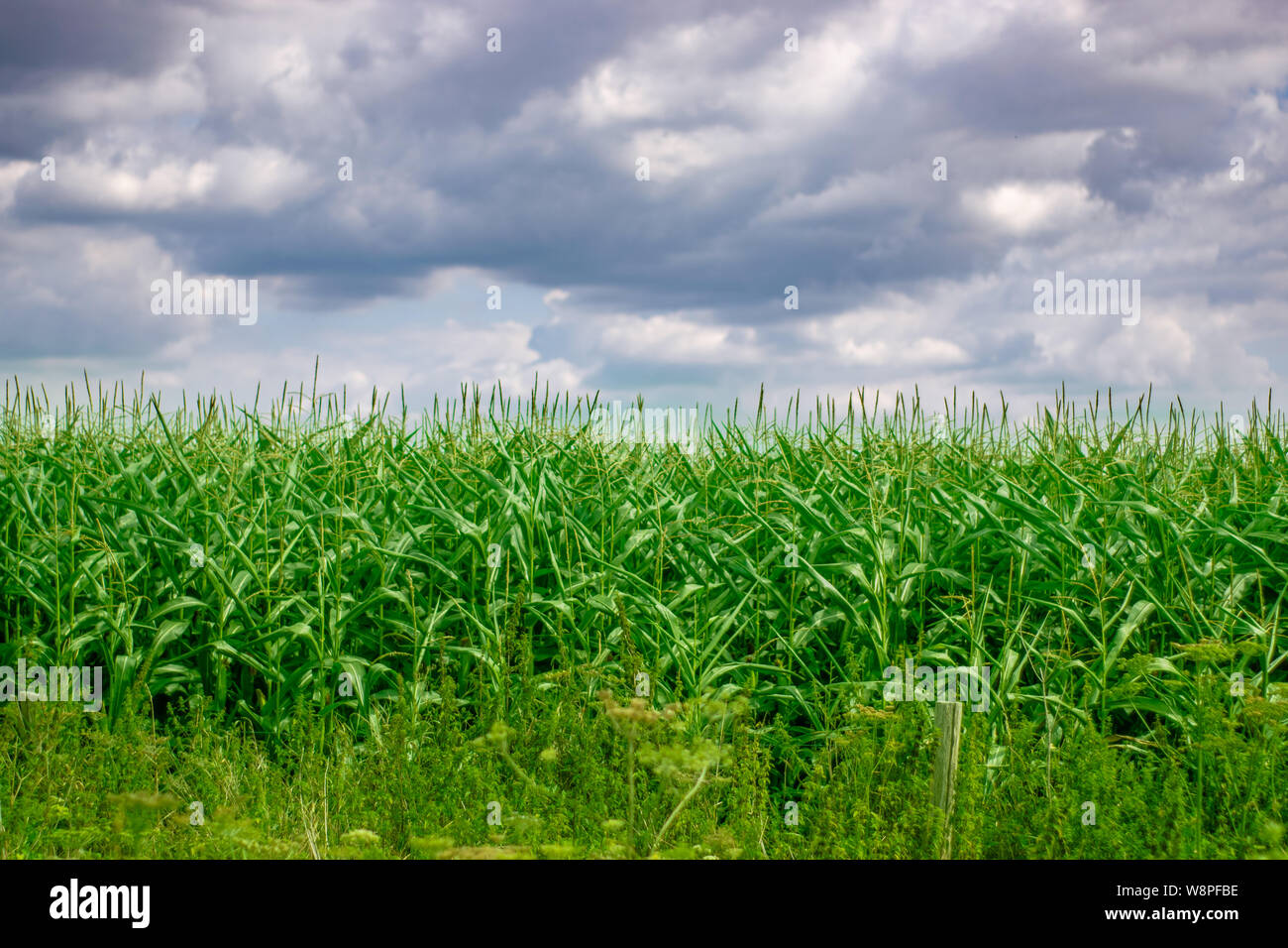Transgenic corn field hi-res stock photography and images - Alamy