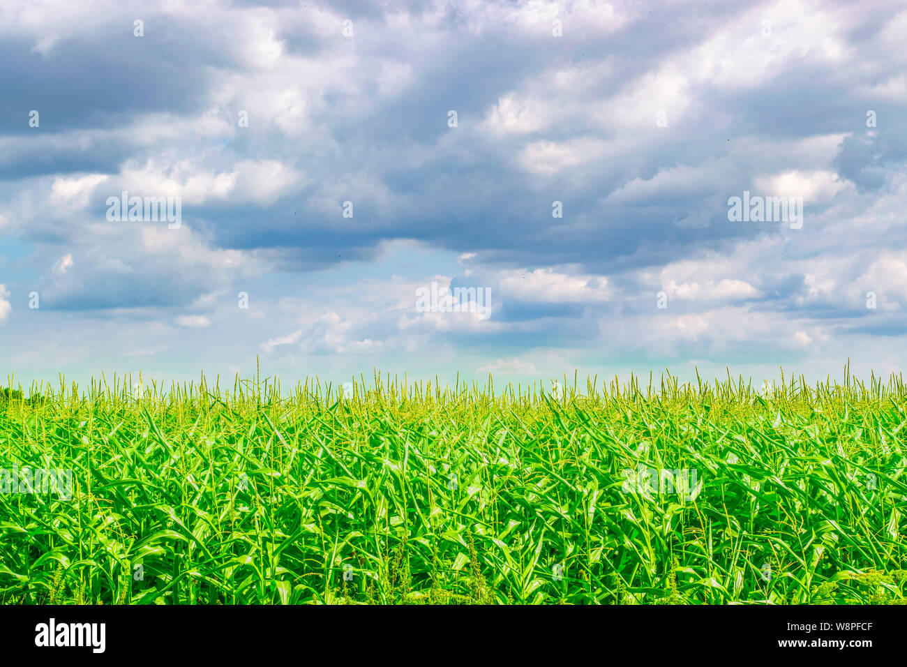 corn field in beautiful summer sunlight with clouds in the background ...