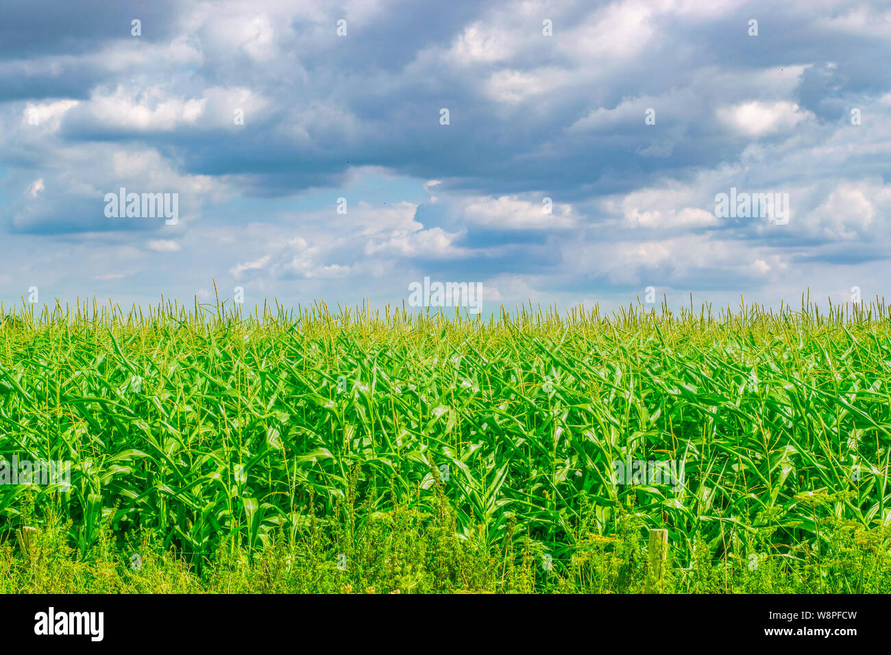 corn field in beautiful summer sunlight with clouds in the background ...
