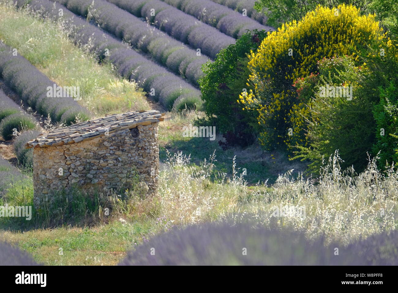 Provence. Summer landscape Stock Photo - Alamy