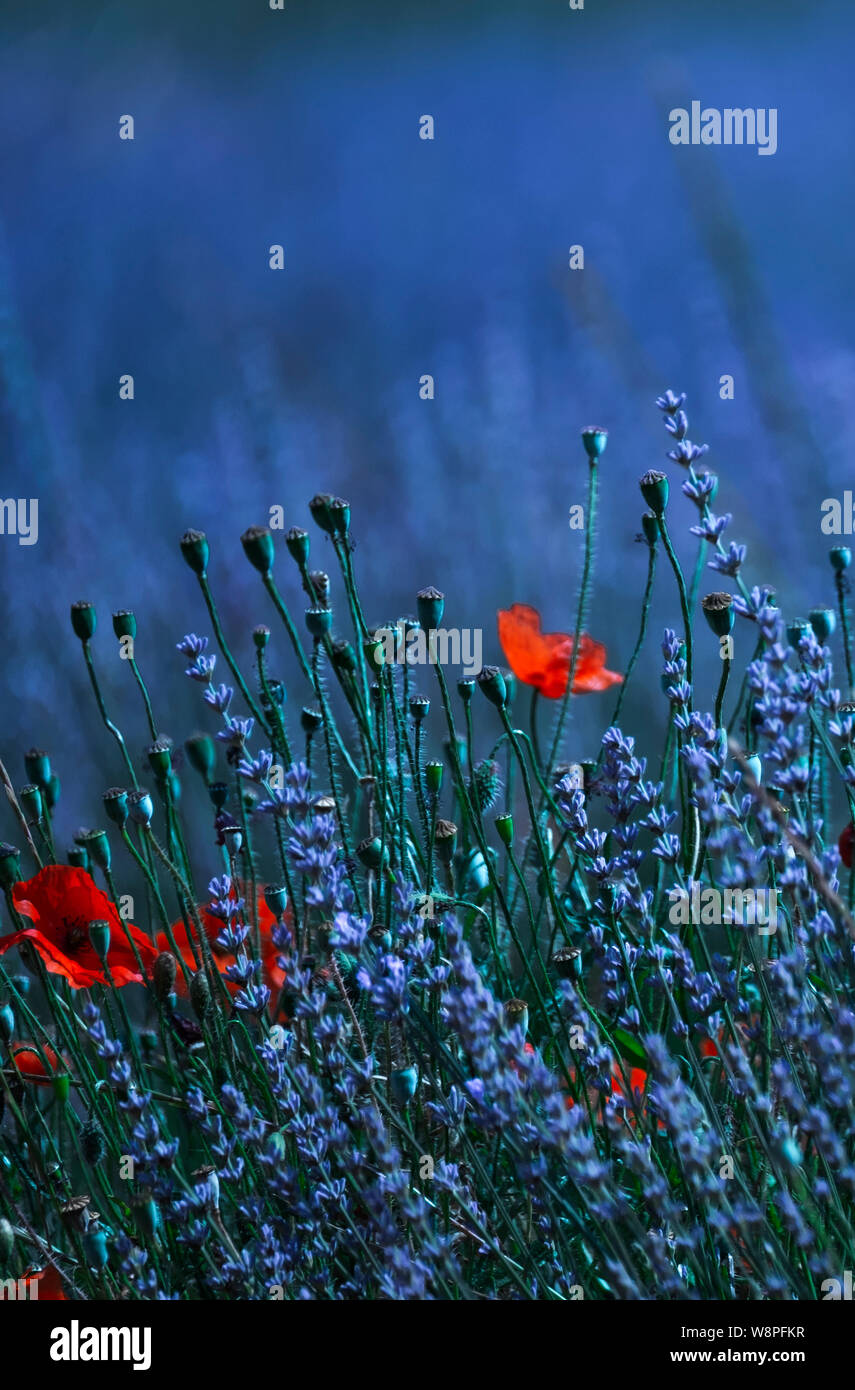 Provence. Summer landscape Stock Photo - Alamy