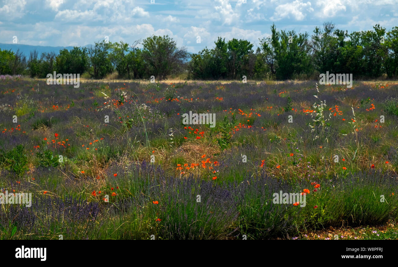 Provence. Summer landscape Stock Photo - Alamy