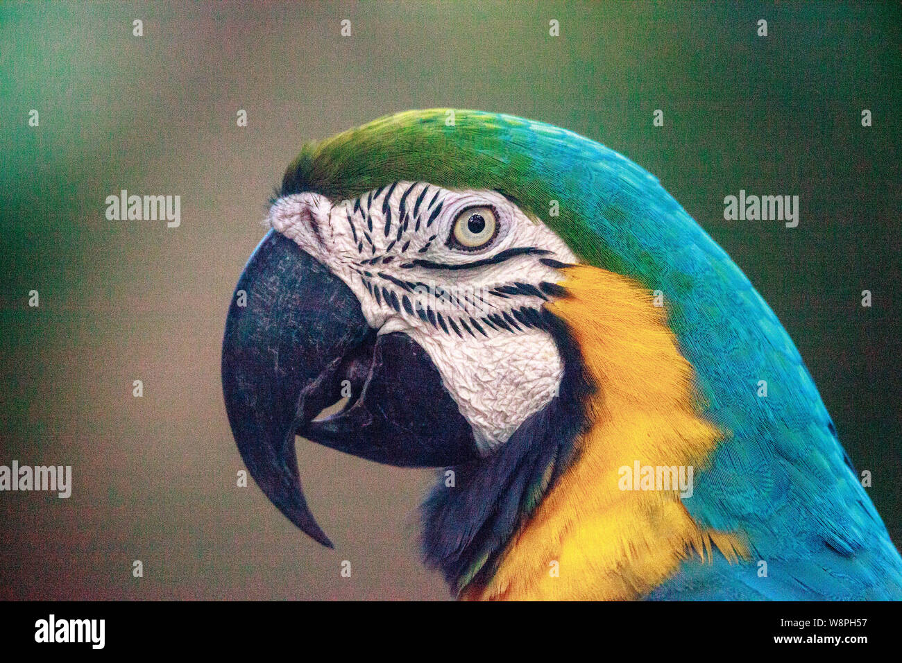 Blue and gold macaw bird Ara ararauna perches in captivity in Florida ...