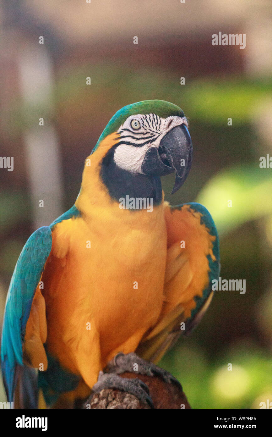 Blue and gold macaw bird Ara ararauna perches in captivity in Florida ...